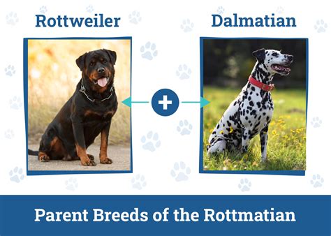 Rottmatian Rottweiler And Dalmatian Mix Info Pictures Temperament
