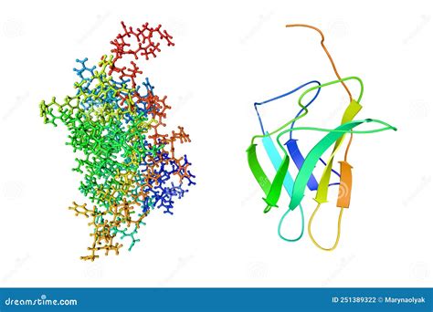 Fold Of The Core Binding Factor Alpha Crystal Structure And Molecular