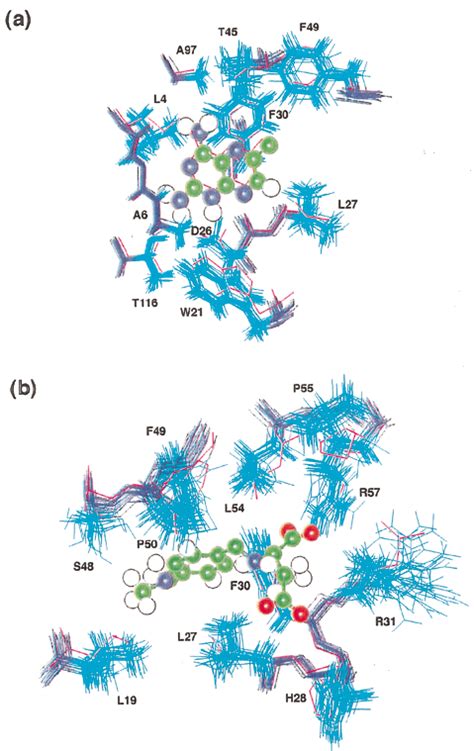 Superposition Of The 21 Nmr Determined Solution Structures Backbone In