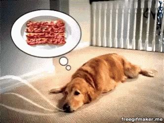 Its Bacon Begging  Itsbacon Begging Strips Discover And Share S