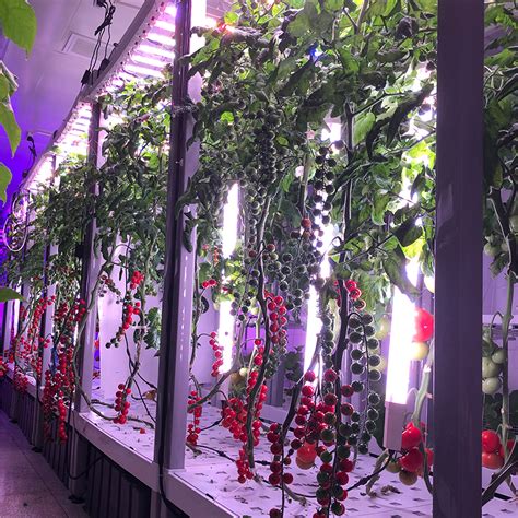 Supply Tomato Indoor Cultivation Vertical Hydroponic Module Wholesale