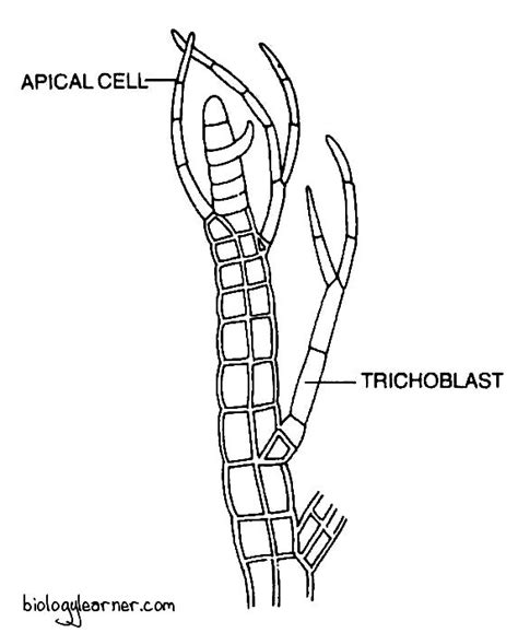 Polysiphonia Features Structure Reproduction