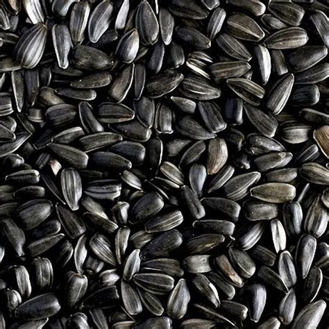 AGIKgqOxNxpqcQF4sEWRZ2ghaH_Zrg0I-tw4CqVHNKK2=s900-c-k-c0x00ffffff-no-rj