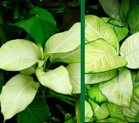 Комнатный цветок: диффенбахия - Домашние цветы, растения