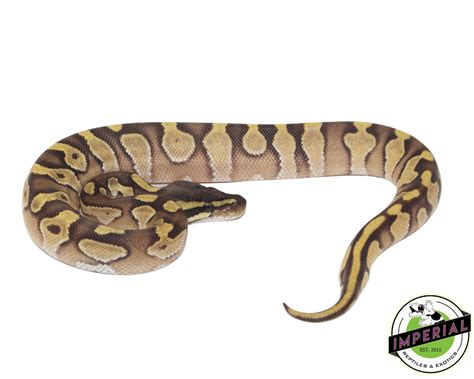 Mochi Ball Python For Sale Imperial Reptiles Imperial Reptiles