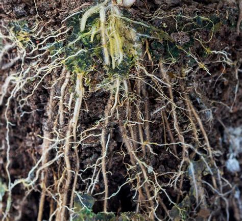 2 672 Tree Soil Grass Roots Stock Photos Free Royalty Free Stock