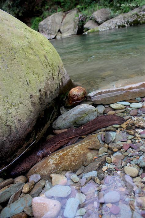 Chinese Giant Salamander Andrias Davidianus
