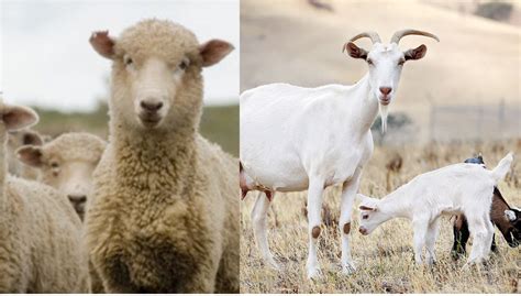 Vendi Fqinj Goditet Nga Murtaja Blegtorale Groposen Mbi 8 Mijë Dele Dhe Dhi