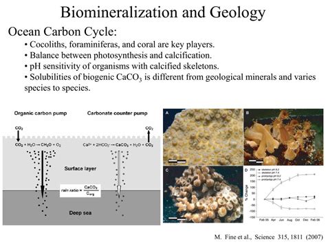 Ppt Bio Inspired Growth Of Crystals An Experimental Perspective On