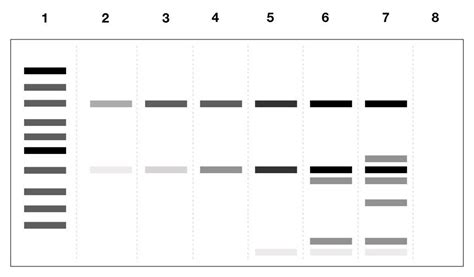 What Is The Function Of Mgcl2 In Pcr