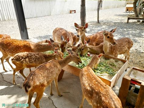 Detecting Mammals Object Detection Dataset By The Wandering Soul Mr