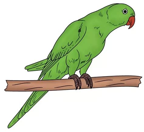 How To Draw A Parrot Step By Step Pictures Artofit