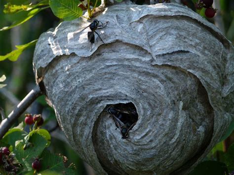 Doctors Are Warning Women To Not Stick Wasp Nests In Their Privates Boldsky Com