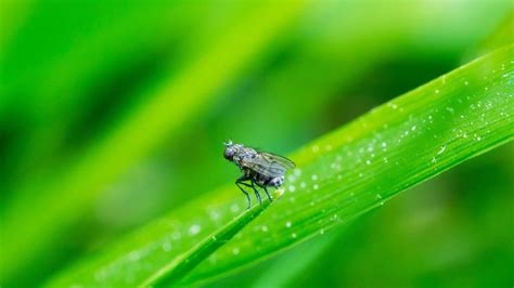 How To Get Rid Of Springtail Bugs In The House Homes And Gardens