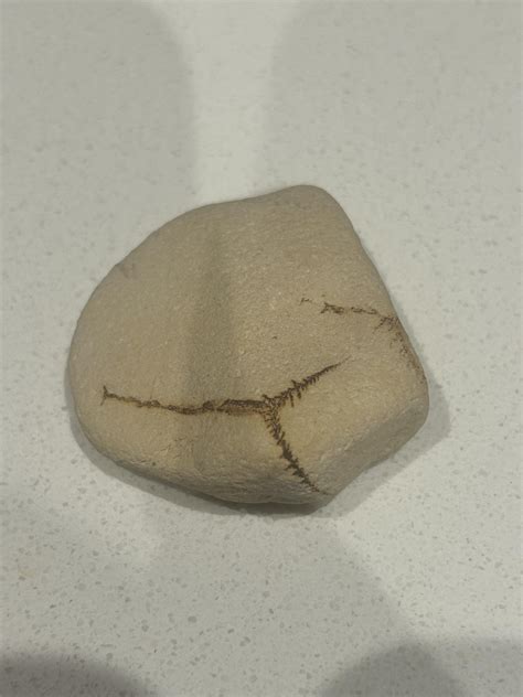 Found In Southern Utah R Fossilid