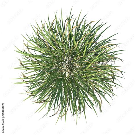Top View Of Plant Grass Tree Png Stock Illustration Adobe Stock