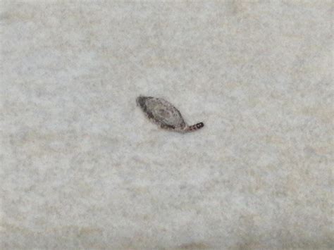 odd bug what is it r whatisthisbug