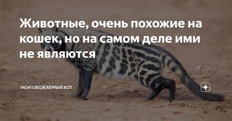 Животные очень похожие на кошек но на самом деле ими не являются Мой обожаемый кот Дзен