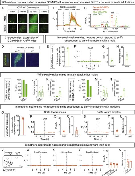 Limbic Neurons Shape Sex Recognition And Social Behavior In Sexually