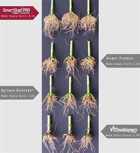 traitanswers identifying root node injuries crop science us