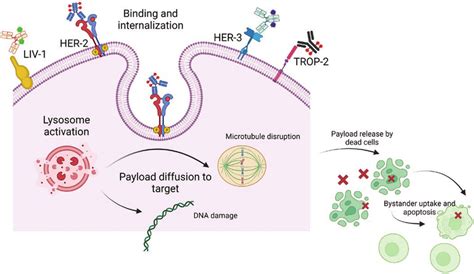 Mechanism Of Action Of ADCs Created With BioRender Com Download Scientific Diagram
