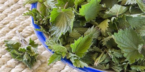 თუ გინდათ მიიღოთ კარგი მოსავალი ქიმიკატების გარეშე ჭინჭრის სასუქი Gemrielia Ge