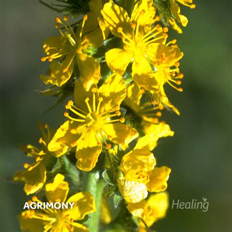Agrimony Floral De Bach Healingherbs Dificuldade Para Se Expressar