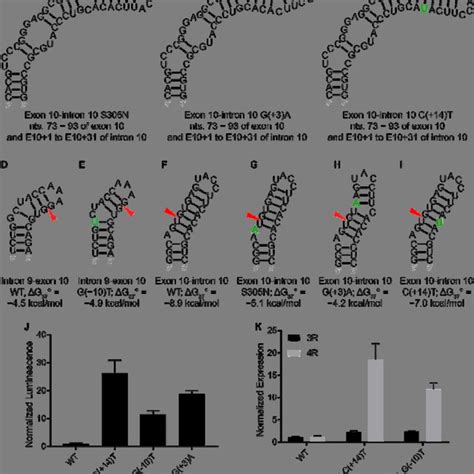 Exon Intron Junctions Containing Predicted Mutant Structures
