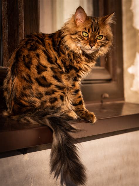 Unveiling The Marvels Of Bengal Cat Breeds A Journey Into Elegance And