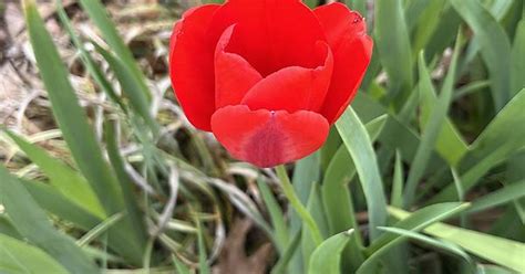 Red Tulip Album On Imgur Red Tulip Album On Imgur