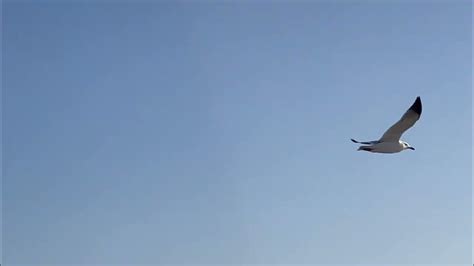 자연관찰 갈매기 날아가는 모습 Youtube