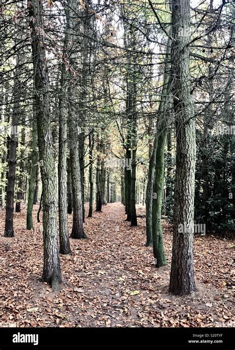 Alignment Tree Hi Res Stock Photography And Images Alamy