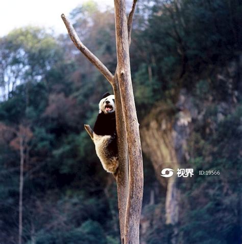大熊猫 图片 轩视界
