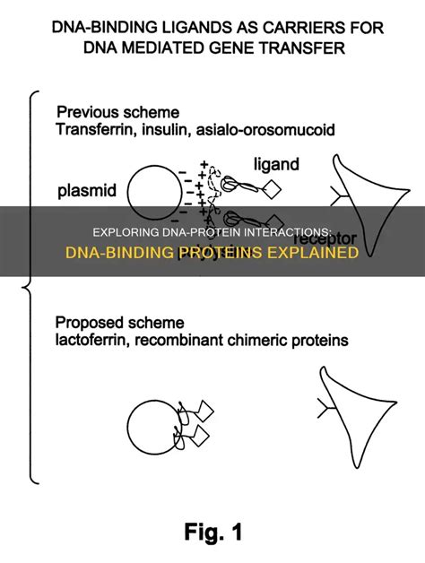 Exploring Dna Protein Interactions Dna Binding Proteins Explained Medshun