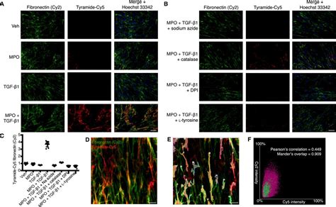 Oxidative Cross Linking Of Fibronectin Confers Protease Resistance And
