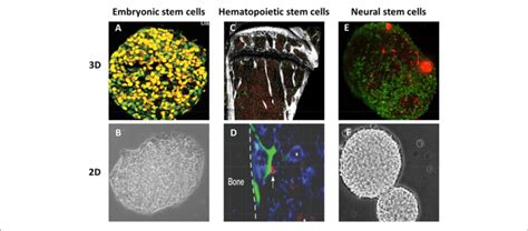 Three Dimensional 3d And Two Dimensional 2d Imaging Of Different