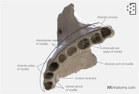 Alveolar Arch Pdf Alveolar Arch Shapes And Its Relation To Complete