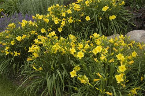 Happy Returns Daylily