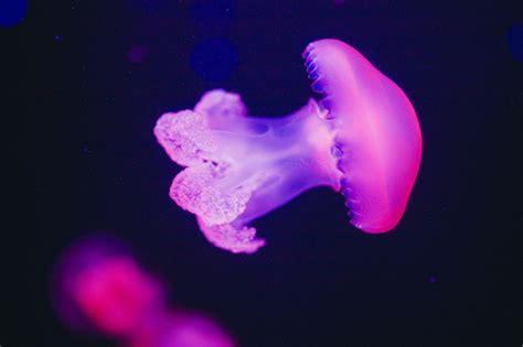 Flying Jellyfish 14 Images Behance