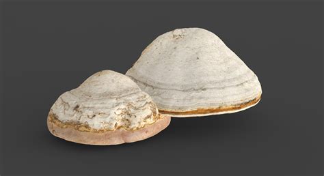 3d Fomes Fomentarius Turbosquid 2219091