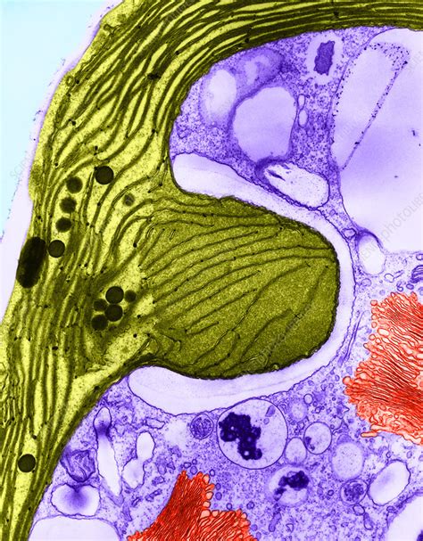 Pyrenoid Tem Stock Image C0093926 Science Photo Library