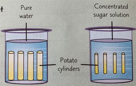 Concentrated Sugar Solution