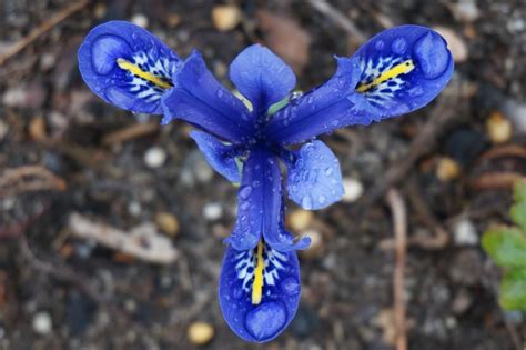 Gallery Bad Birch Botanicals