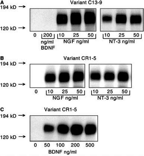 Dose Response Of Ngf And Nt 3 Induced Autophosphorylation Nih3t3 Cell