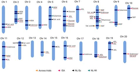 schematic representation of the quantitative trait loci qtl found in