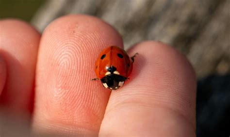 Asian Ladybug Bites Do Ladybugs Really Bite What You Need To Know