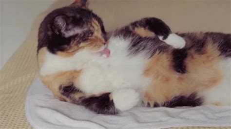 Close Up Of Adult Domestic Tortoiseshell Stock Video Pond