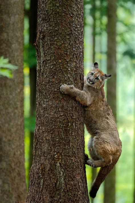 Cougar Puma Concolor Climbing On The Tree In The Forest Nature