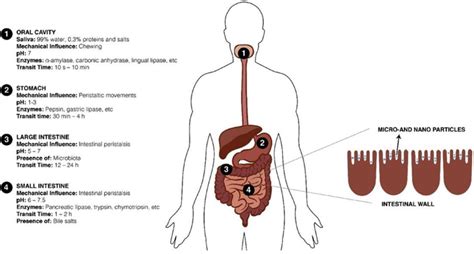 Figure 1 From Microencapsulation Of Probiotic Lactobacillus Casei Based On Alginate And Chitosan
