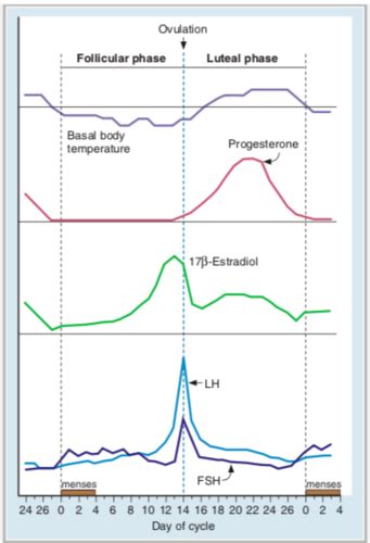 Physiology Repro 1 Flashcards Quizlet